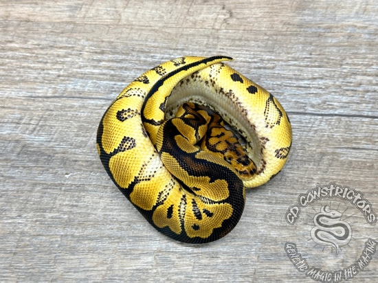 Lace Clown Ball Python by CD Constrictors