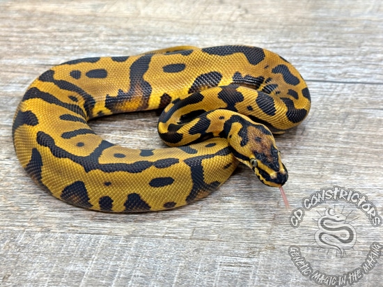 Confusion Enchi Leopard Yellowbelly Het Clown Ball Python by CD Constrictors
