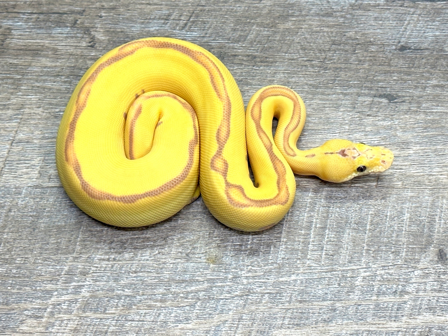 Banana Leopard Firefly Orange Dream Clown Ball Python by CD ...