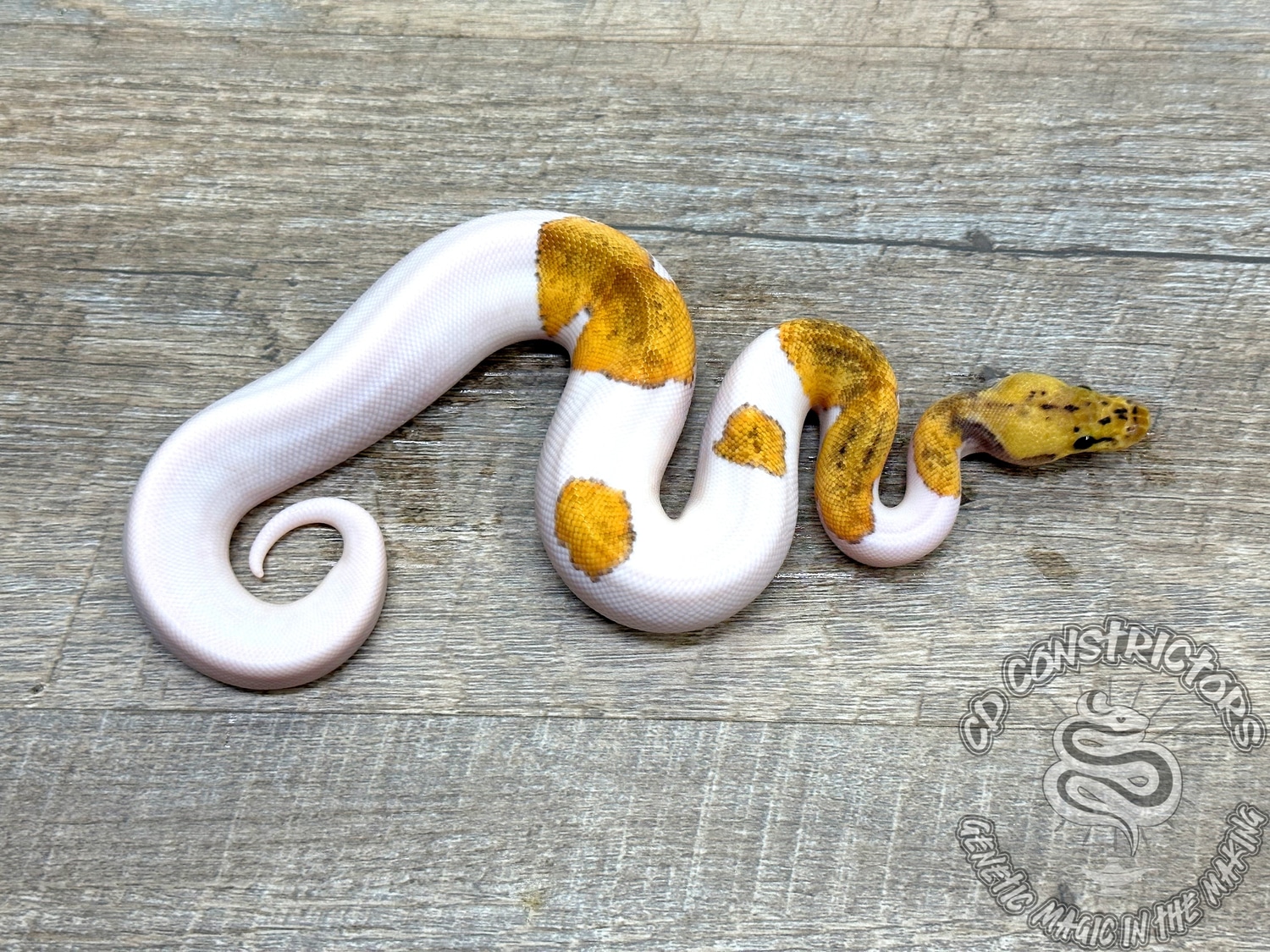 Leopard Pastel Orange Dream Clown Pied (Poss Yellowbelly) Ball Python by CD Constrictors ...