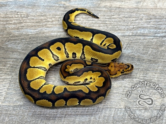 Shrapnel Clown Ball Python by CD Constrictors