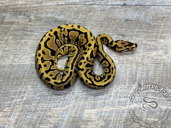 Confusion Enchi Leopard Wookie Yellowbelly Het Clown Ball Python by CD ...