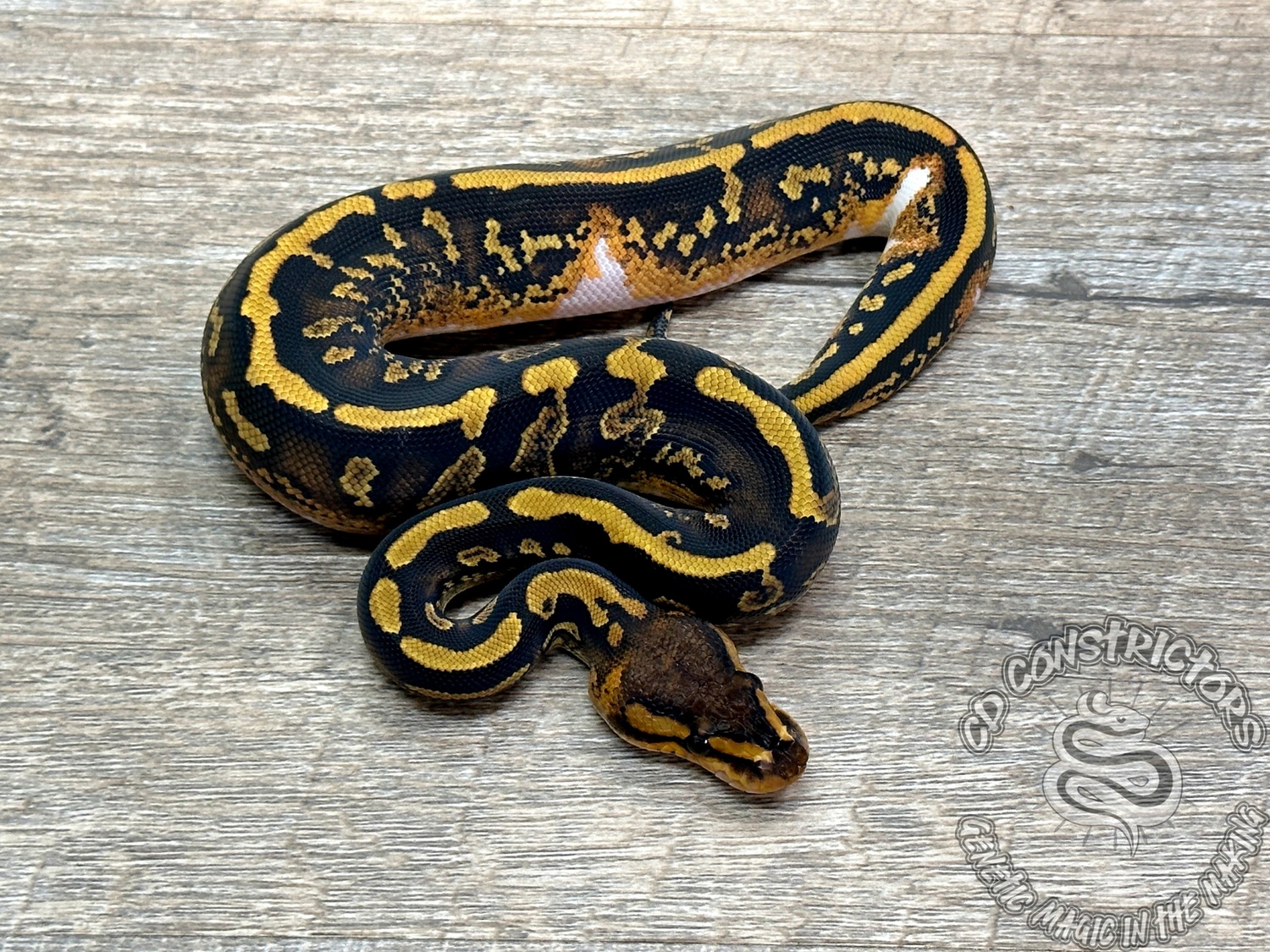 Wookie Leopard Yellowbelly Het Clown Ball Python by CD Constrictors ...