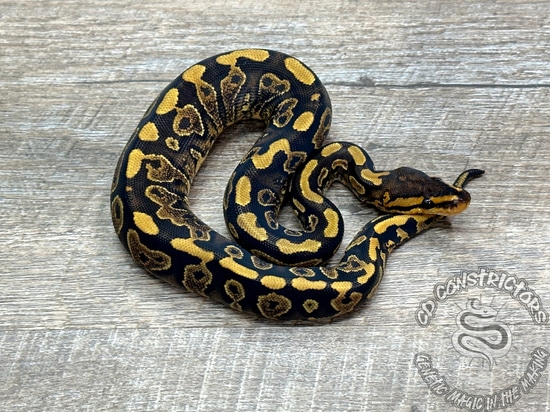 Wookie Yellowbelly Het Clown Ball Python by CD Constrictors