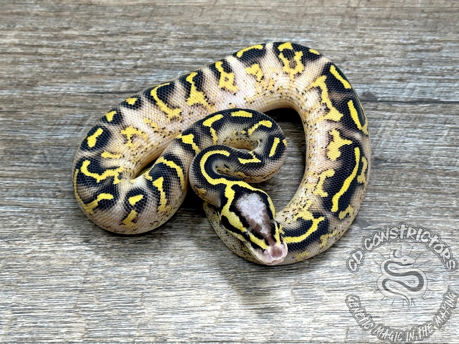 Pastel Freeway Ball Python by CD Constrictors - MorphMarket