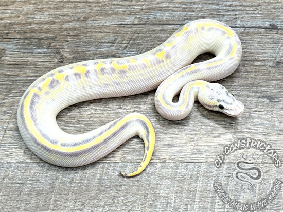 Leopard Pastel Ivory Ball Python by CD Constrictors