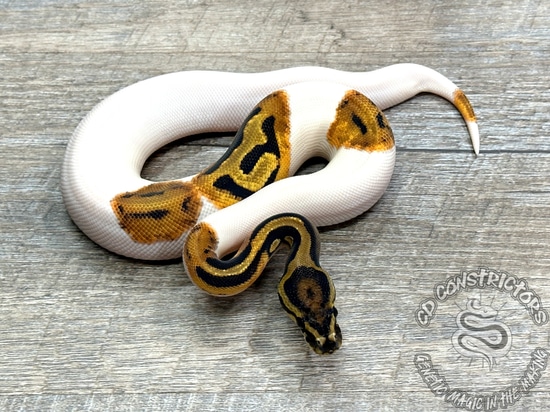 Pied Het Desert Ghost Ball Python by CD Constrictors