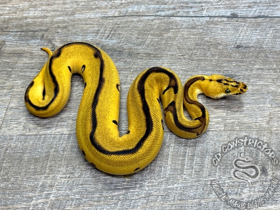 Leopard Enchi Orange Dream Clown Ball Python by CD Constrictors