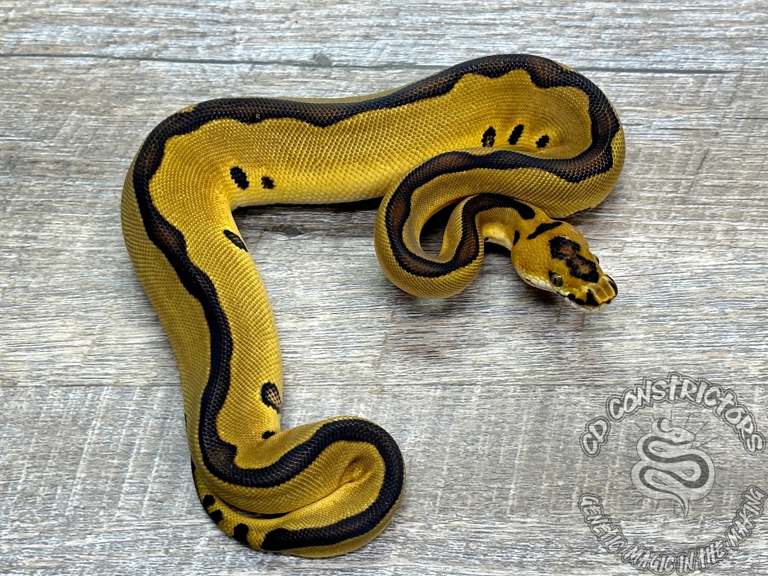 Enchi Leopard Clown Ball Python by CD Constrictors - MorphMarket