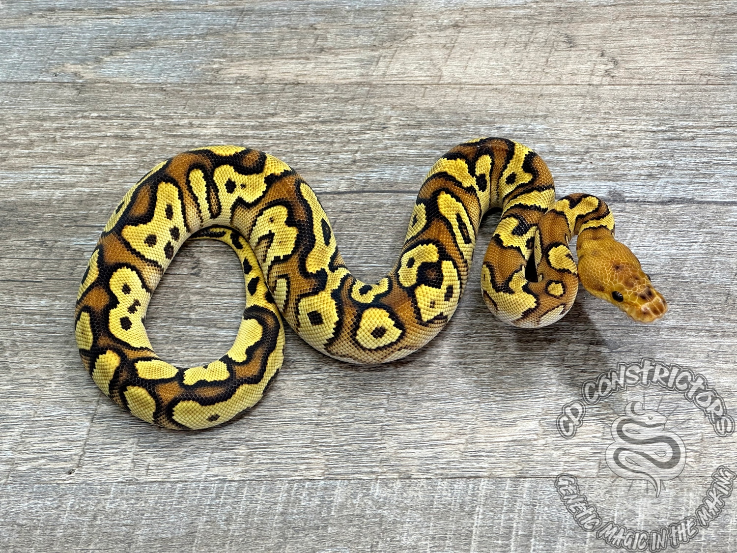 Cypress Fire YB Clown (Free Shipping) Ball Python by CD Constrictors ...