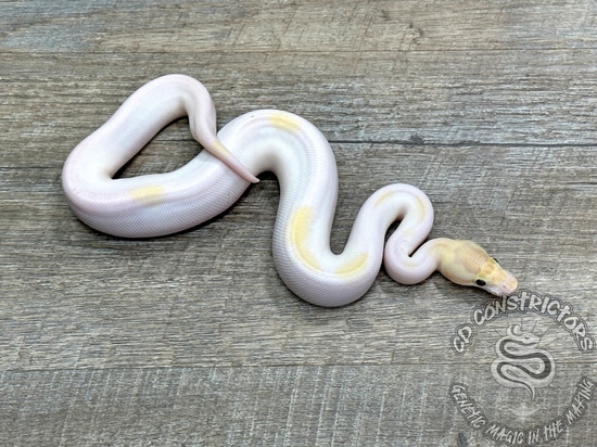 Banana Ivory Pied Ball Python by CD Constrictors