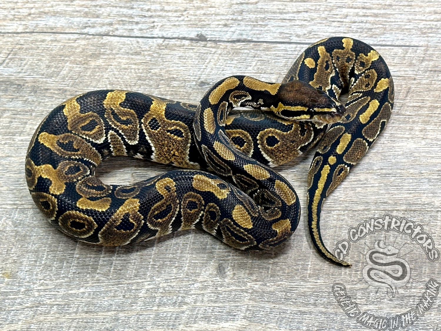 Het Hypo 50% DH Monsoon Clown (Probable Het Monsoon) Ball Python by CD ...