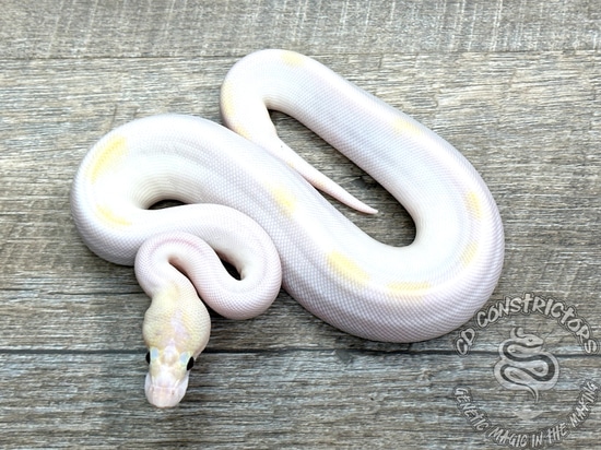 Banana Ivory Pied Ball Python by CD Constrictors