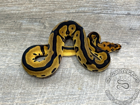 Leopard Orange Dream Clown Ball Python by CD Constrictors