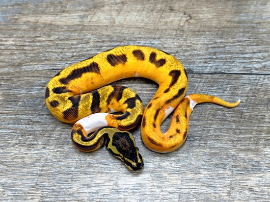 Enchi Leopard Orange Dream Yellowbelly Pied Ball Python by CD Constrictors