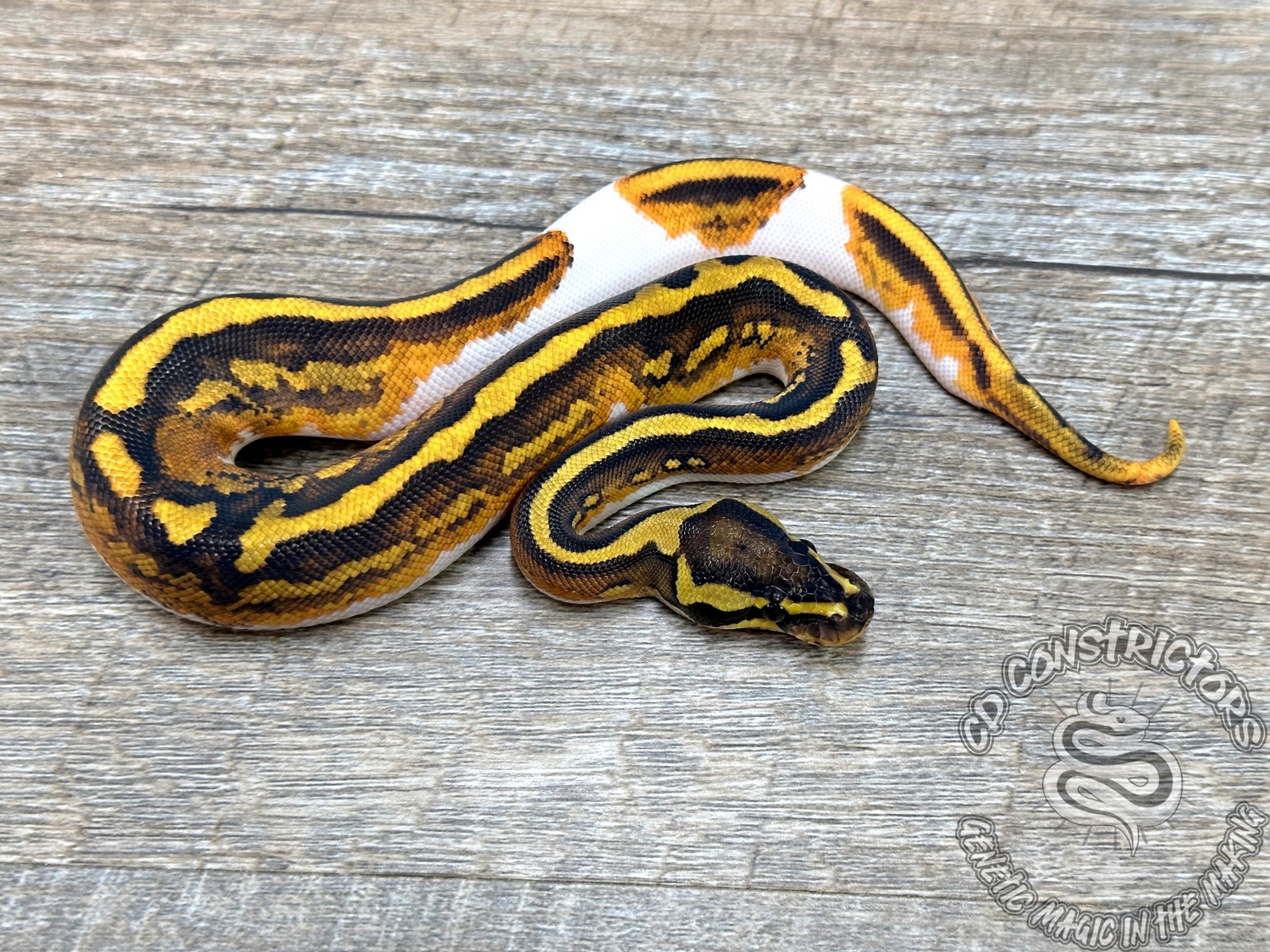 Enchi Leopard Yellowbelly Pied Ball Python by CD Constrictors - MorphMarket