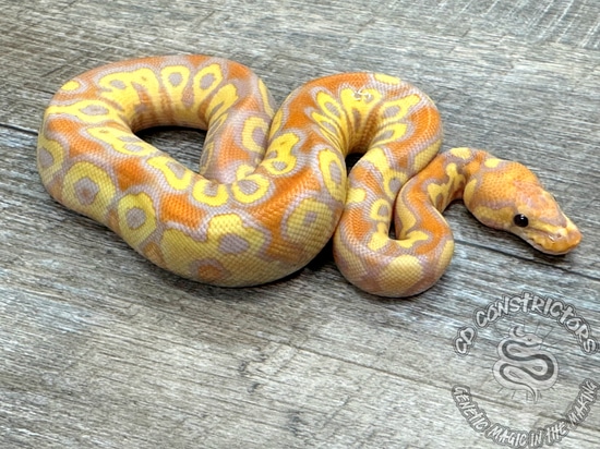 Banana Cypress Hurricane Clown Ball Python by CD Constrictors