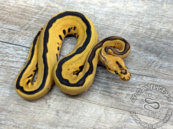 Leopard Fire Orange Dream Clown Ball Python by CD Constrictors