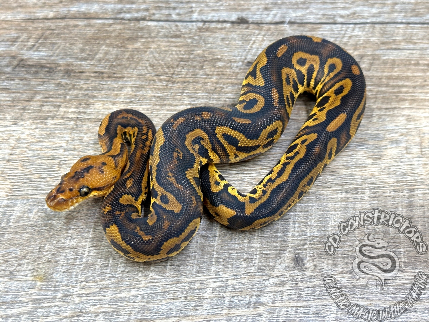 Stranger Redstripe Leopard Clown (Pos Het Monsoon) Ball Python by CD ...