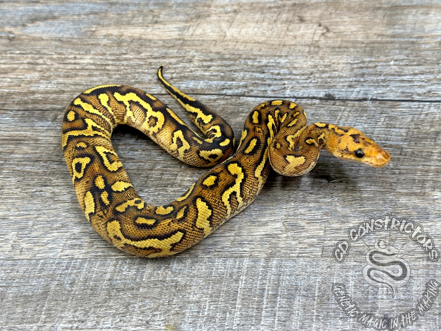 Stranger Fire Redstripe Yellowbelly Clown (Pos Het Monsoon) Ball Python ...