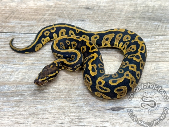 Confusion Leopard Hurricane Het Clown Ball Python by CD Constrictors