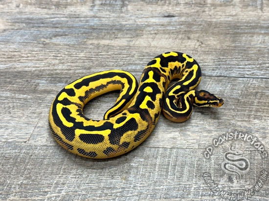 Leopard Orange Dream Freeway Ball Python by CD Constrictors