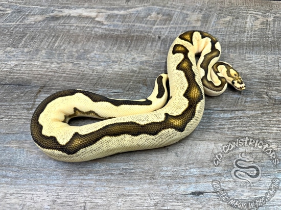 Calico Fire Orange Dream Clown (550g) Ball Python by CD Constrictors