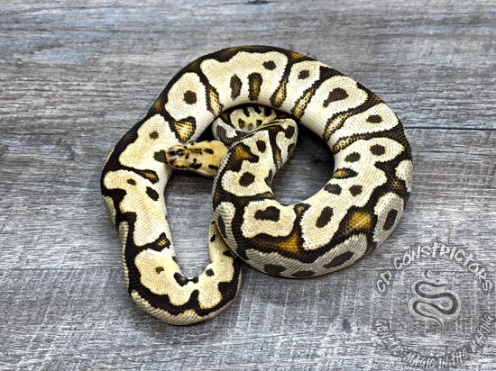 Fire Spotnose Yellowbelly Clown (420g) Ball Python by CD Constrictors