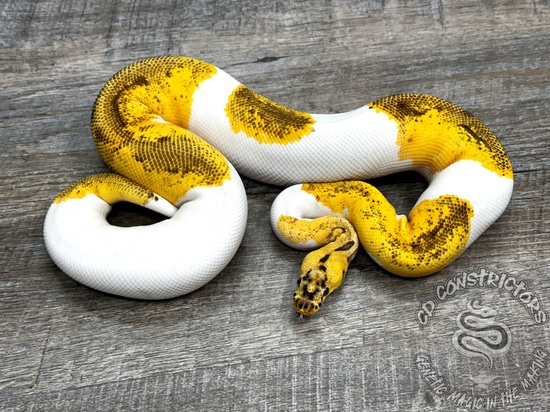 Enchi Pastel Clown Pied (1100g) Ball Python by CD Constrictors