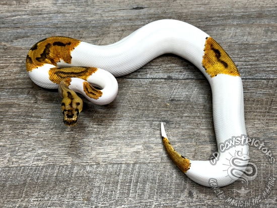 Clown Pied Ball Python by CD Constrictors