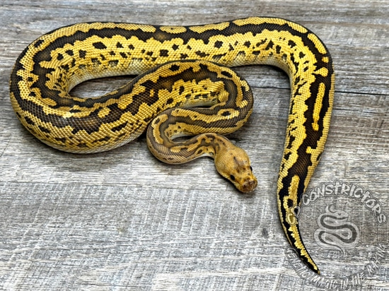 Redhead Clown (825g) Ball Python by CD Constrictors