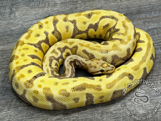 Banana Confusion Spotnose Het Clown (710g) Ball Python by CD Constrictors