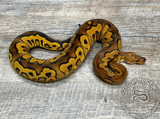 Wookie Yellowbelly Clown Ball Python by CD Constrictors