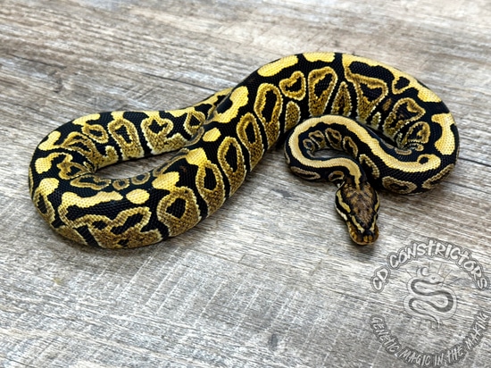 Spotnose Hurricane Het Clown Ball Python by CD Constrictors