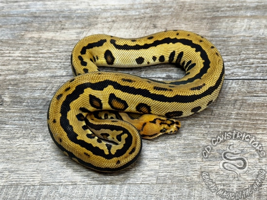 Enchi Batman Yellowbelly Clown Ball Python by CD Constrictors