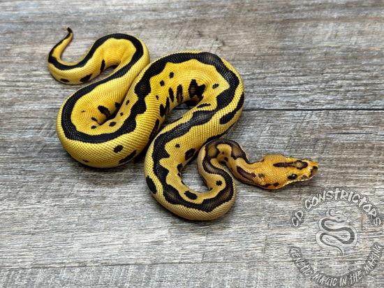 Leopard Fire Clown Ball Python by CD Constrictors