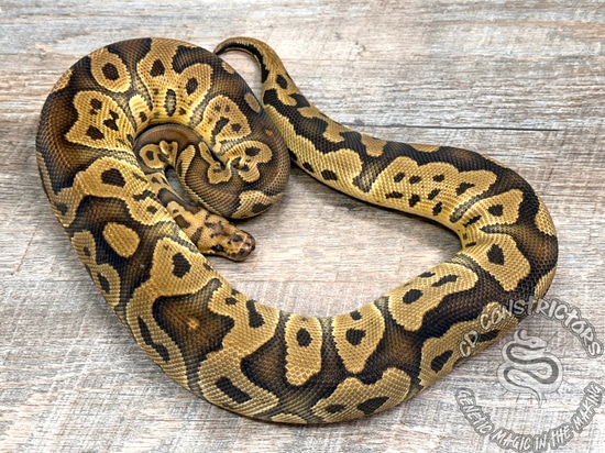 Confusion Clown Poss YB (1000g) Ball Python by CD Constrictors
