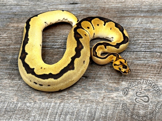 Orange Dream Clown Het Pied Ball Python by CD Constrictors