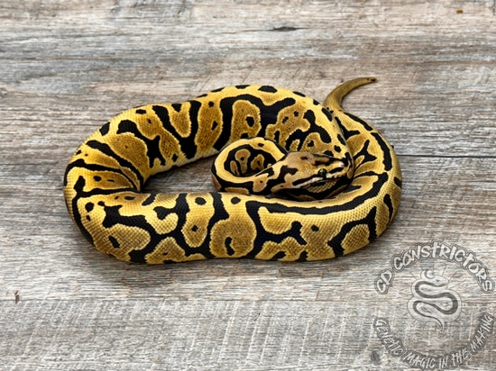 Confusion Enchi Leopard Wookie Poss Yellowbelly Het Clown Ball Python ...