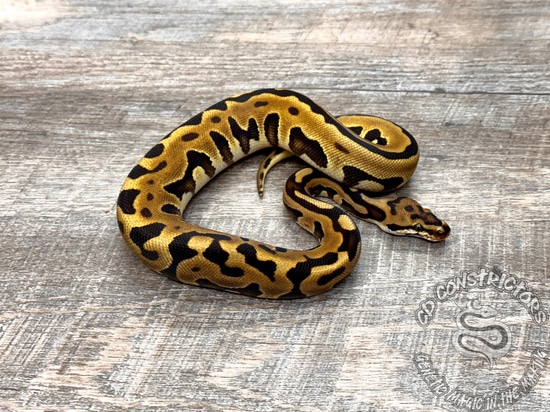 Wookie Enchi Leopard Het Clown Ball Python by CD Constrictors