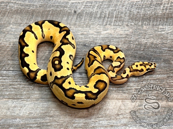 Fire Lace Clown Ball Python by CD Constrictors