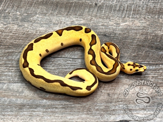 Enchi Fire Leopard Orange Dream Clown Ball Python by CD Constrictors