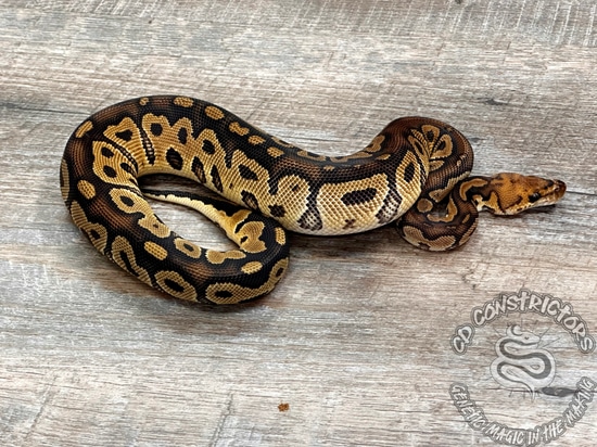 Leopard Hurricane Clown Ball Python by CD Constrictors