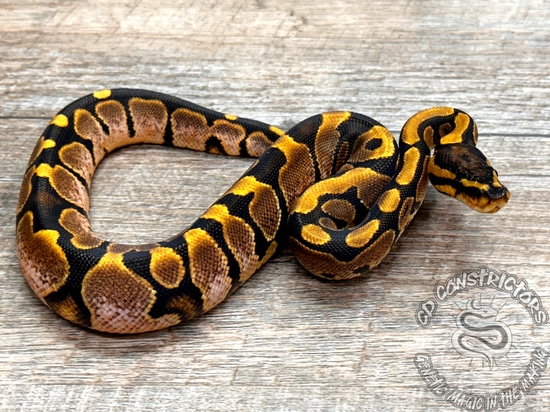 Calico DH Sunset Hypo Pair Ball Python by CD Constrictors
