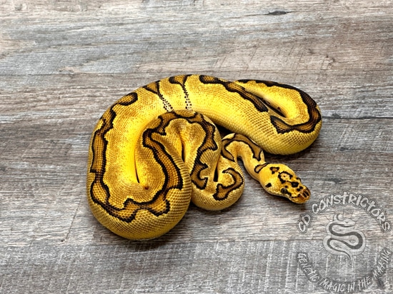Enchi Pastel Redhead Clown Ball Python by CD Constrictors