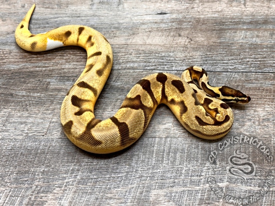 Enchi Leopard Orange Dream Pied Ball Python by CD Constrictors