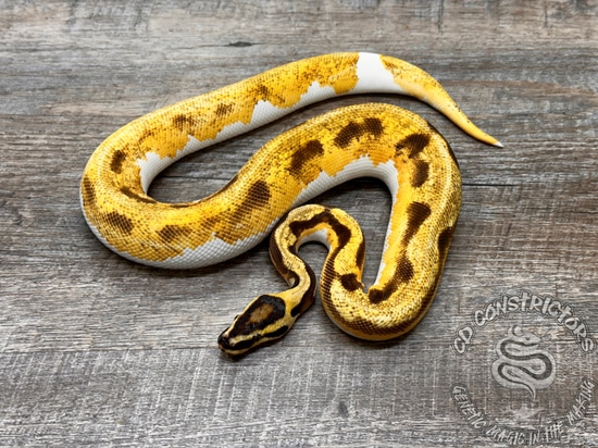 Enchi Leopard Orange Dream Yellowbelly Pied Ball Python by CD Constrictors