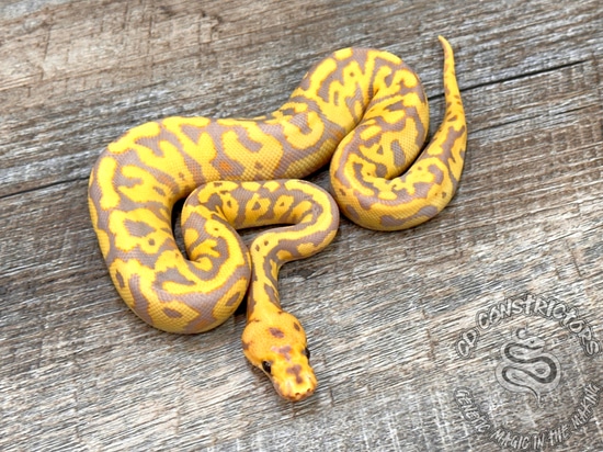 Banana Confusion Hurricane Clown Ball Python by CD Constrictors