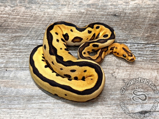 Leopard Fire Orange Dream Clown Ball Python by CD Constrictors