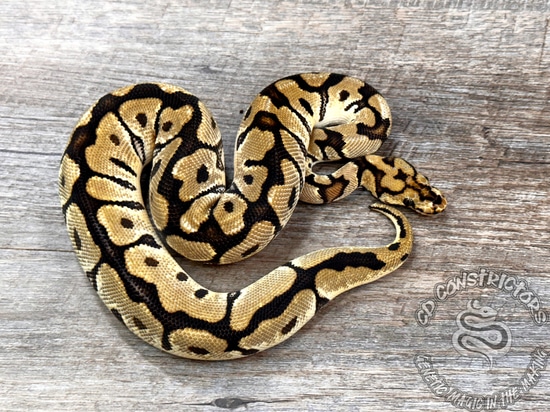 Spotnose Enchi Orange Dream Clown Ball Python by CD Constrictors